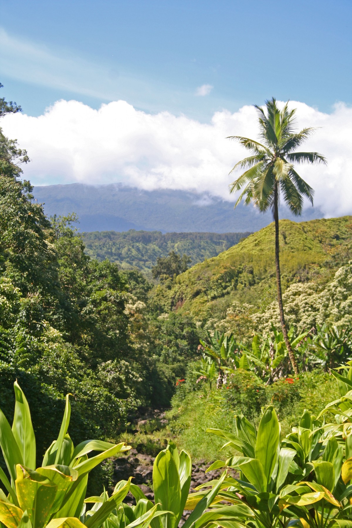 Ke'anae Arboretum | Maui Guidebook