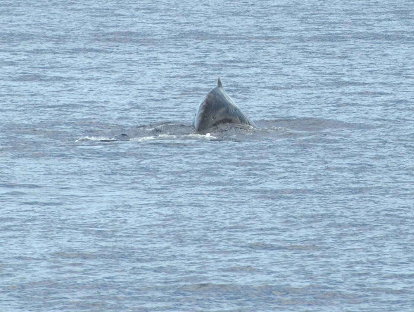 First Whale of the 2010/11 Season Spotted off Maui's Coast | Maui Guidebook