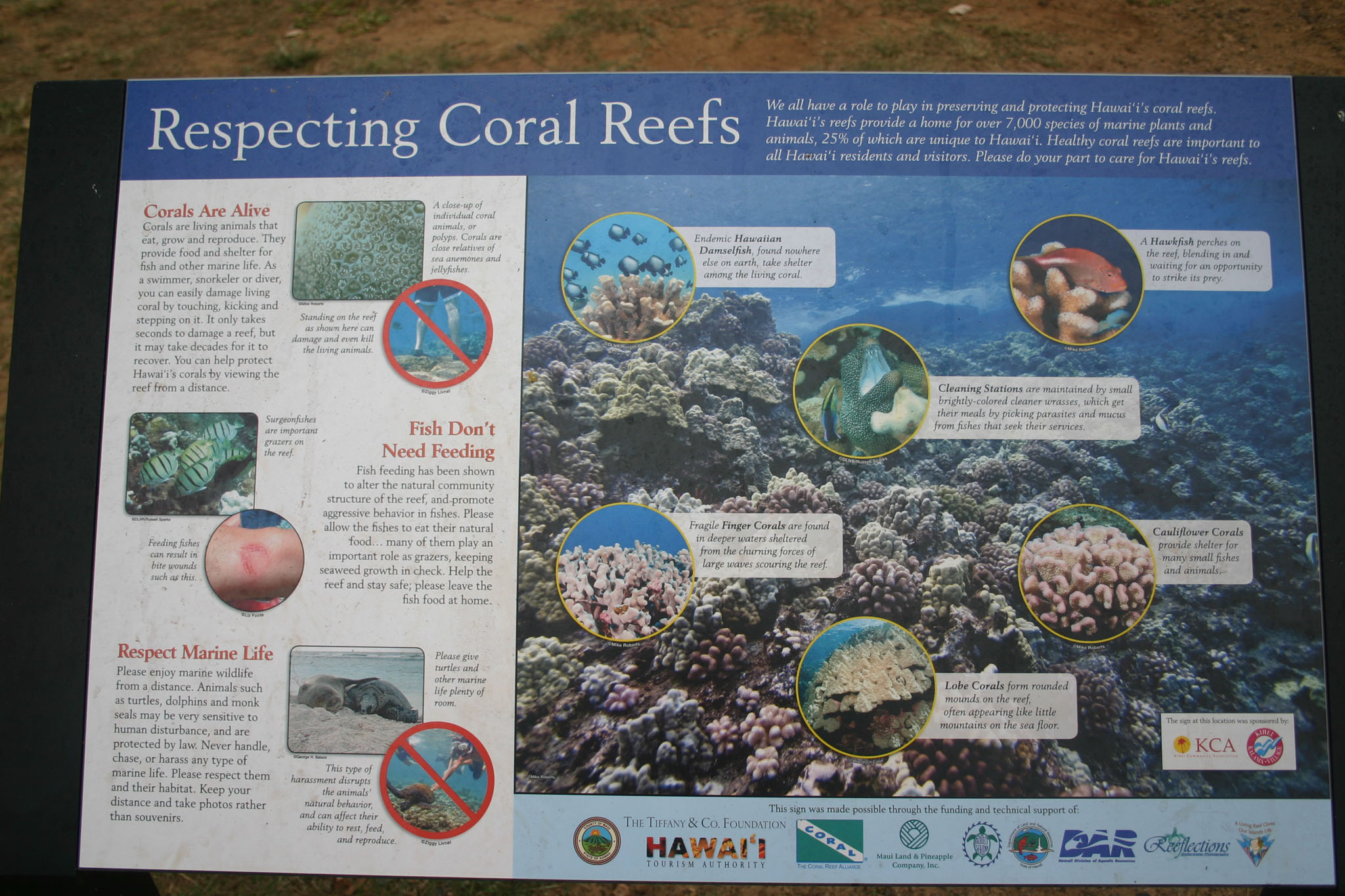 Respecting Coral Reefs - Maui Guidebook